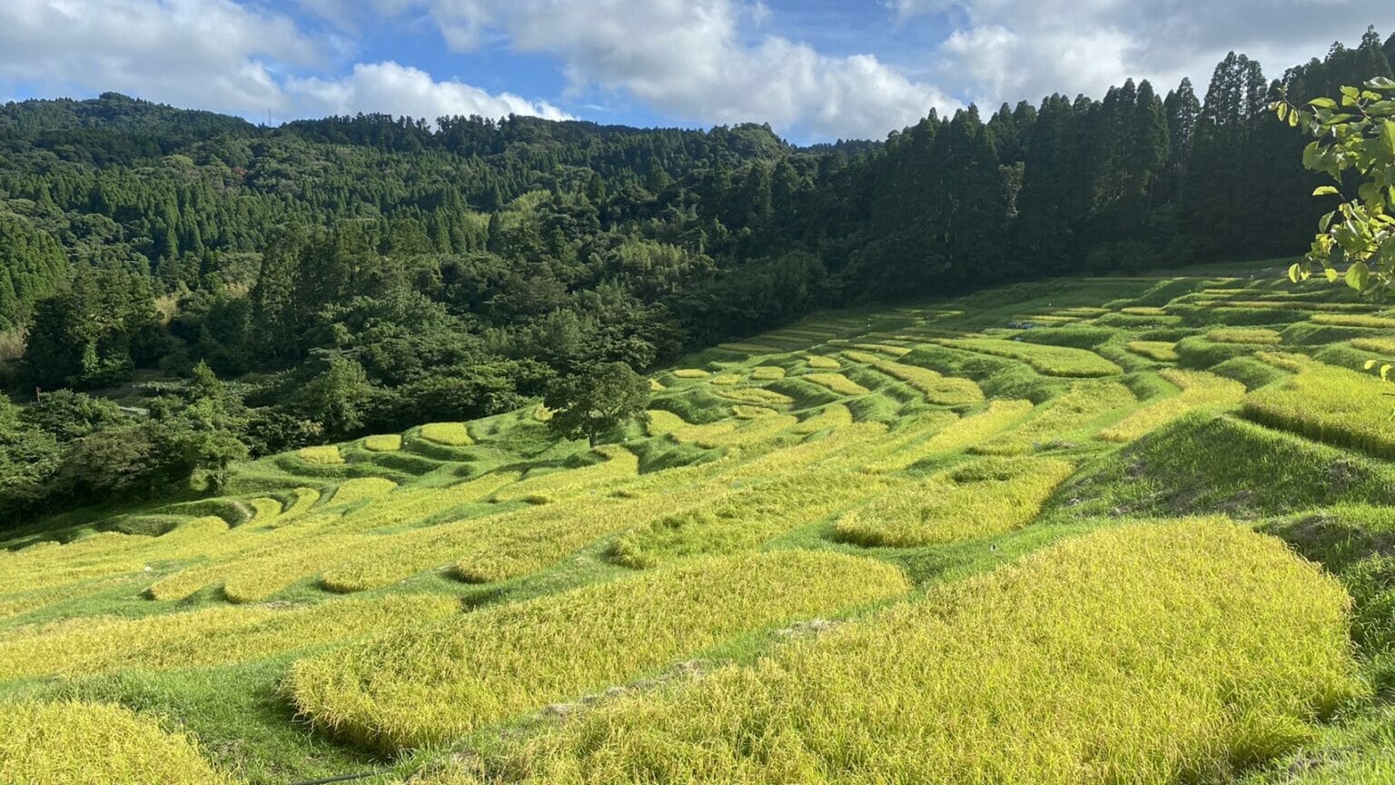 Oyama Senmaida | Terraced Rice Paddies Near Tokyo