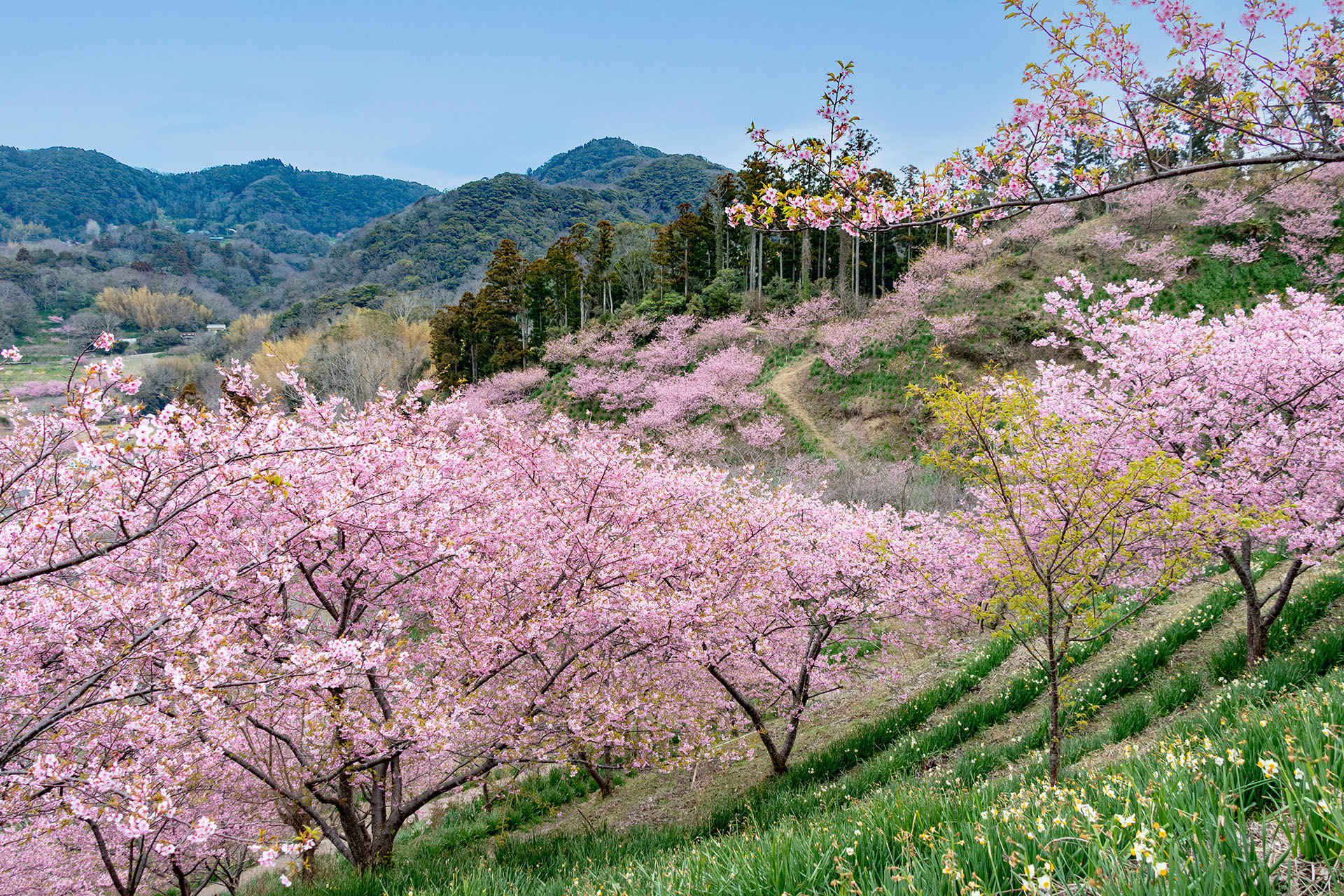 The treasured Kawazu-zakura trees lead the bloom in early Spring ...