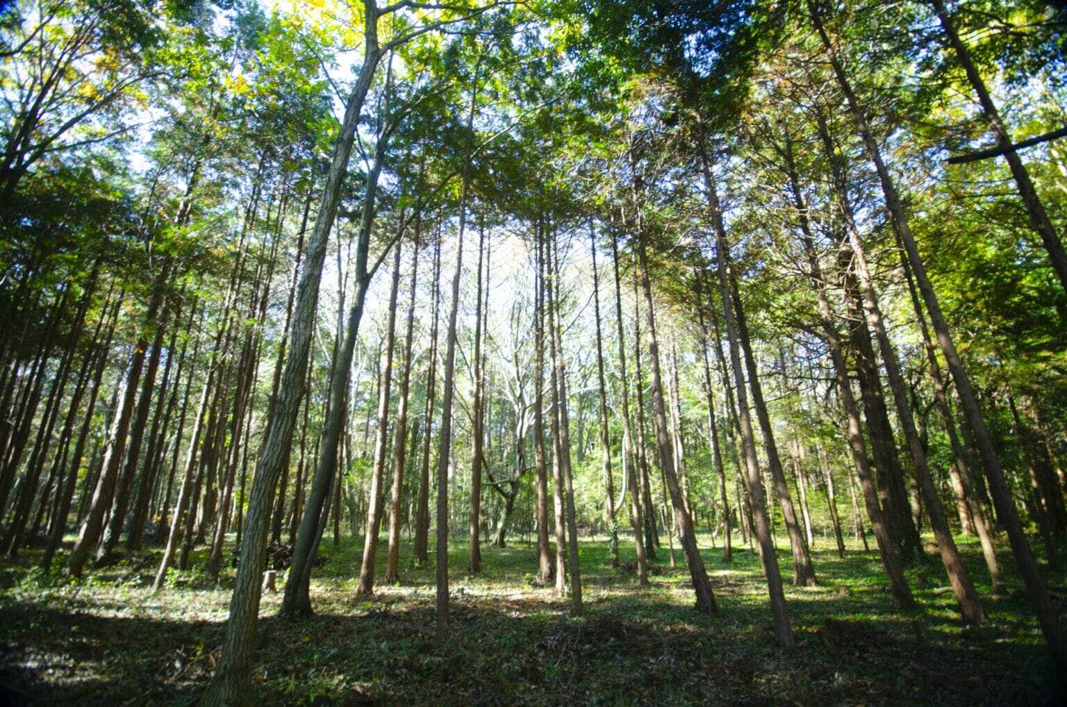 Chiba Prefectural Funabashi Forest Park（千葉県立船橋県民の森） | Visit Chiba