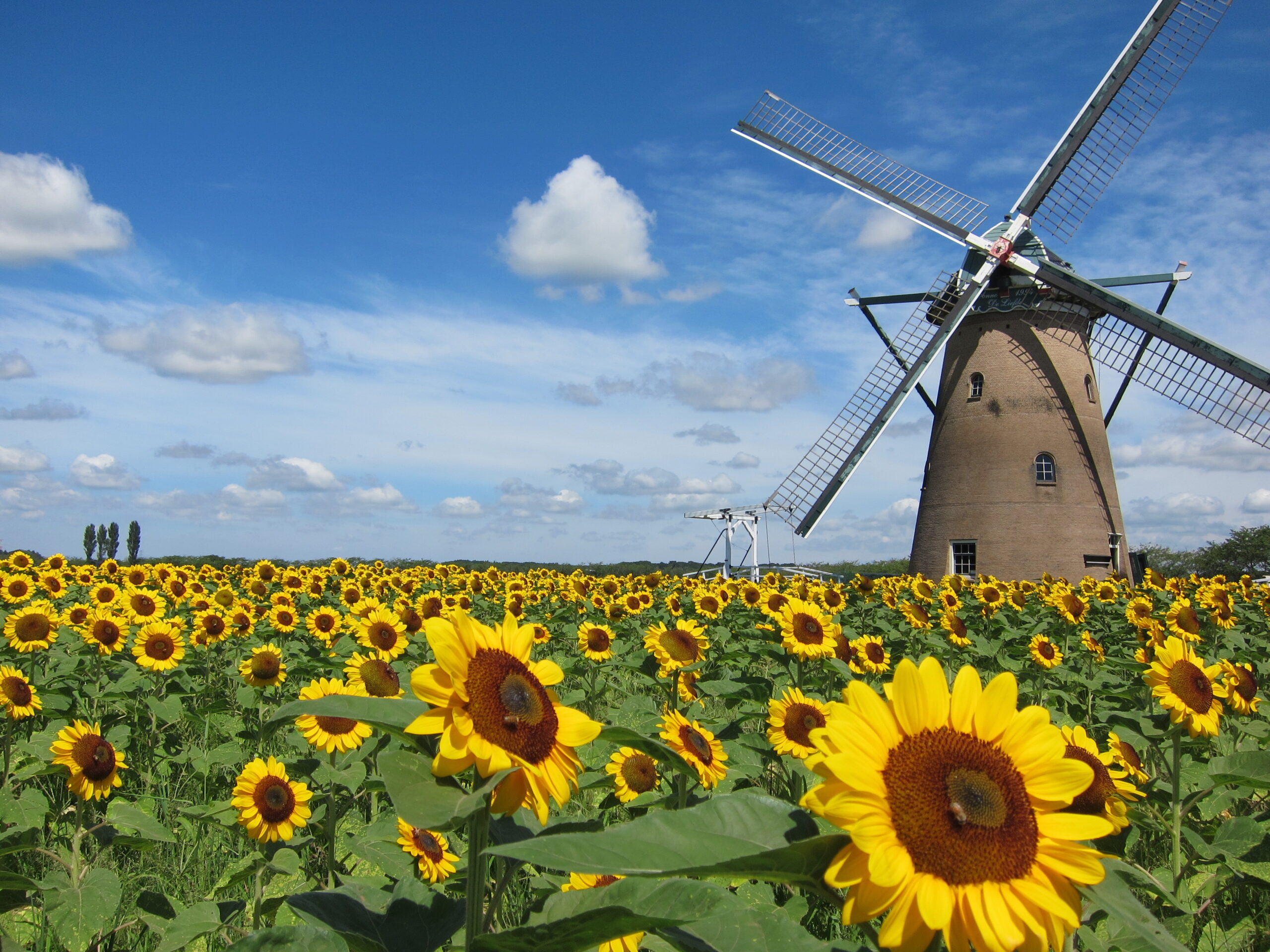 Sakura Furusato Square: Flower And Fireworks Viewing Guide | Visit Chiba